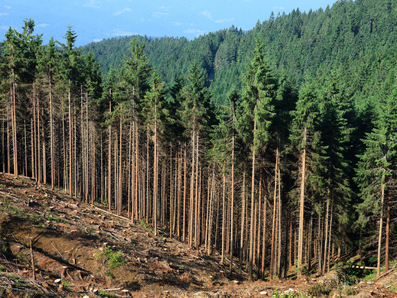 Deforestation: The Need to Save Trees, Reduce Paper Waste and Reuse ...